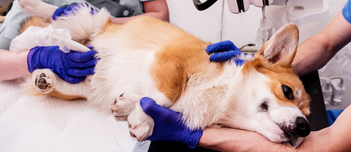 In-House Diagnostics San Pablo, Berkley, San Francisco | Evergreen Pet ...